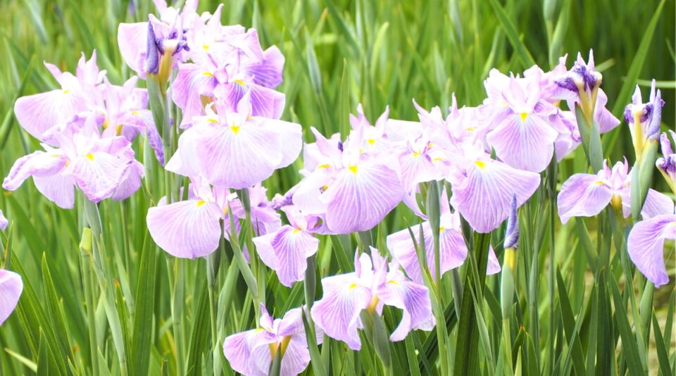 15 Different Types of Pink Iris Varieties For Your Flowerbeds