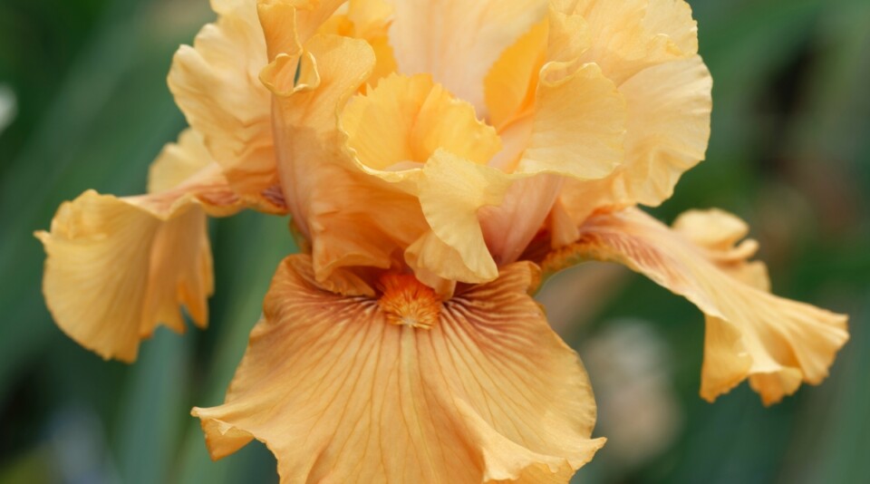 11 Different Types of Orange Iris Varieties For Your Flowerbeds