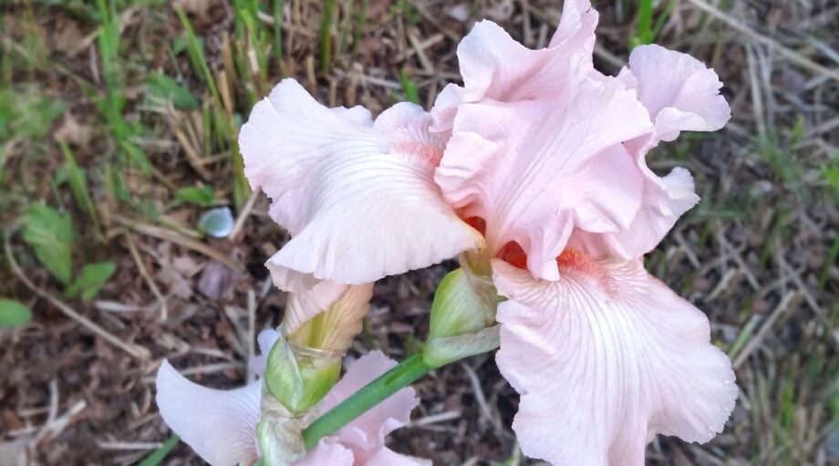 15 Different Types of Pink Iris Varieties For Your Flowerbeds