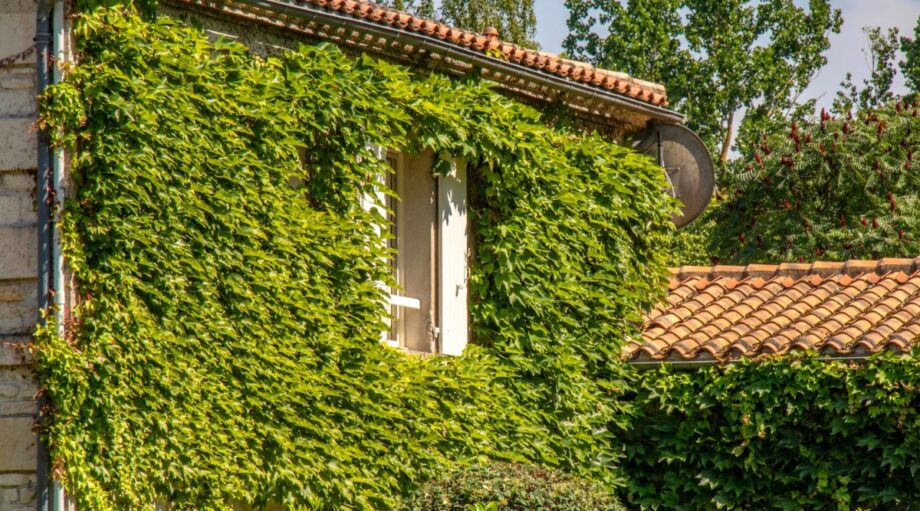 Myth or Truth: Will Ivy Destroy the Exterior of Your Home?