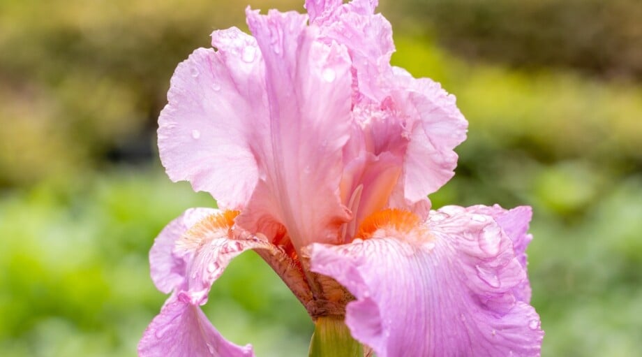15 Different Types of Pink Iris Varieties For Your Flowerbeds