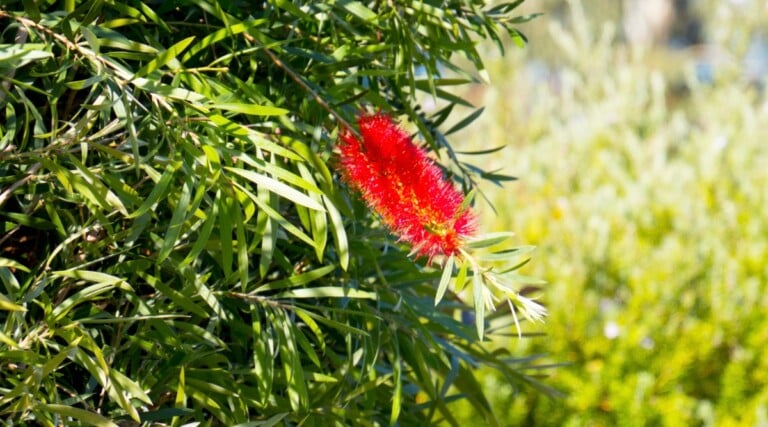 27 Types of Flowering Bottlebrush Plants For Your Garden