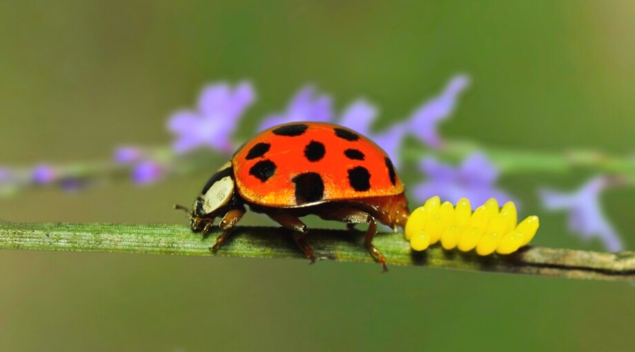 How to Plant a Biocontrolled Garden to Regulate Pests