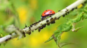 How to Plant a Biocontrolled Garden to Regulate Pests
