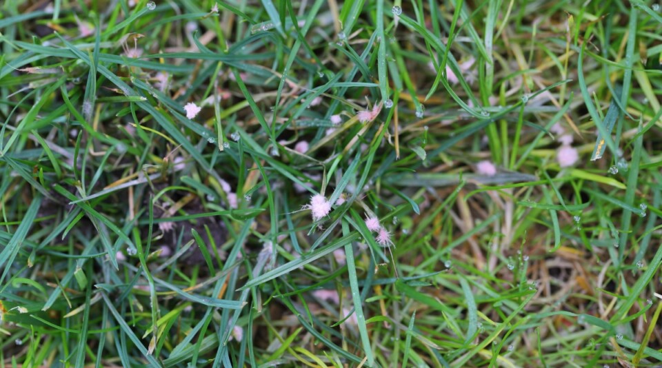9 Common Turfgrass Diseases and How to Manage Them