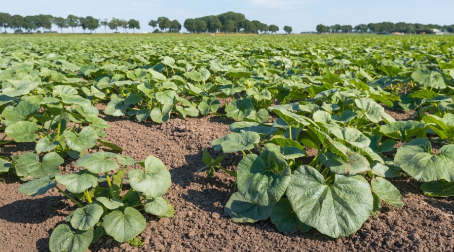 15 Tips for Growing Epic Giant Pumpkins