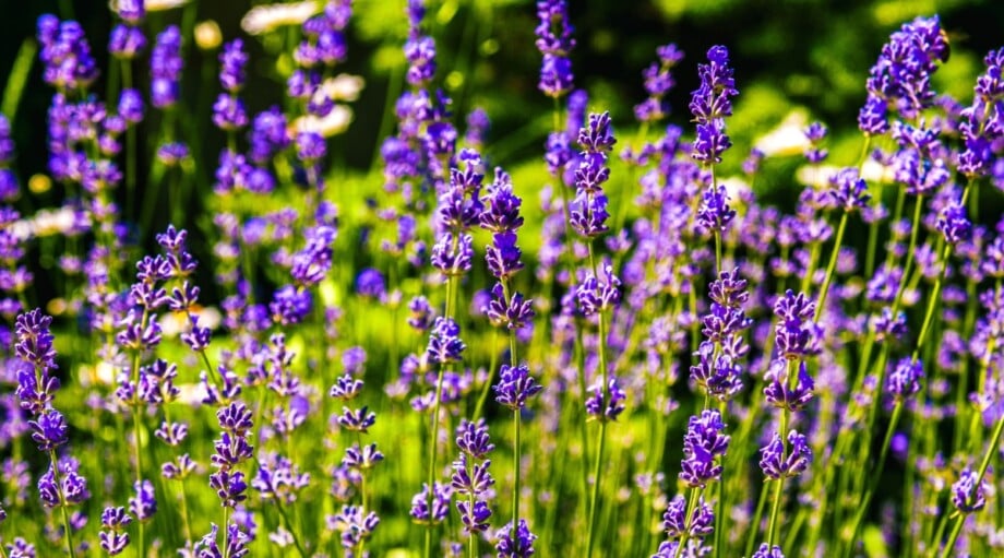 14 Beautiful Shrubs for Your Edible Garden