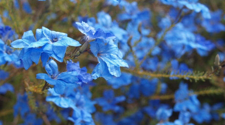 How to Plant, Grow and Care For Blue Lechenaultia