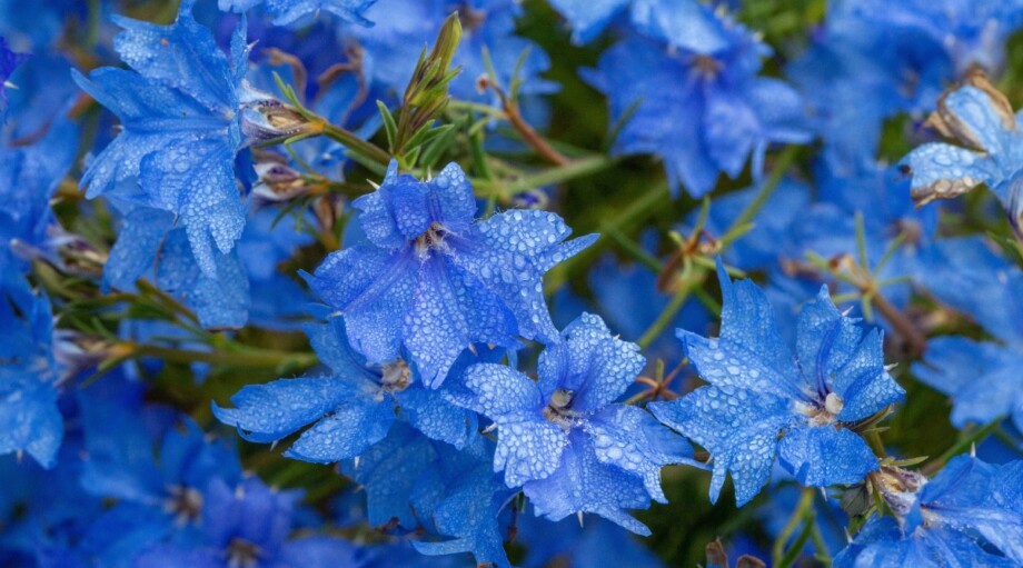 How to Plant, Grow and Care For Blue Lechenaultia