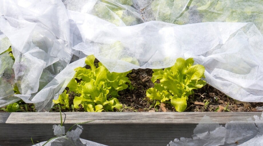 11 Amazing Uses For Row Cover in Your Garden