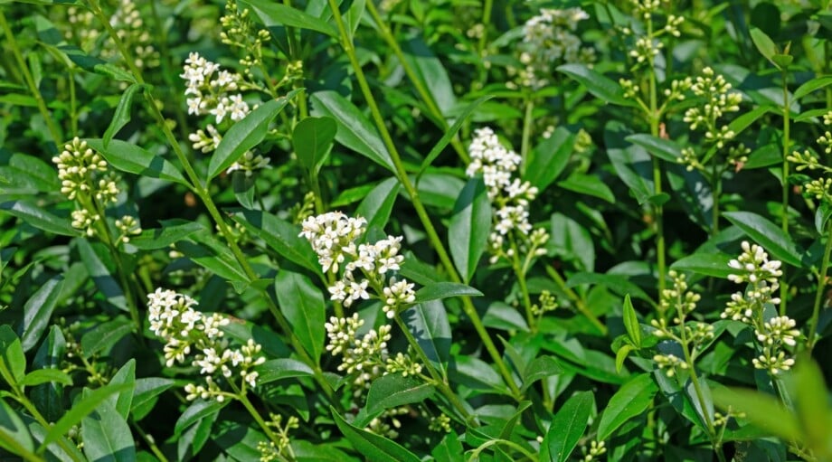 21 Fast Growing Shrubs With Impressive Foliage