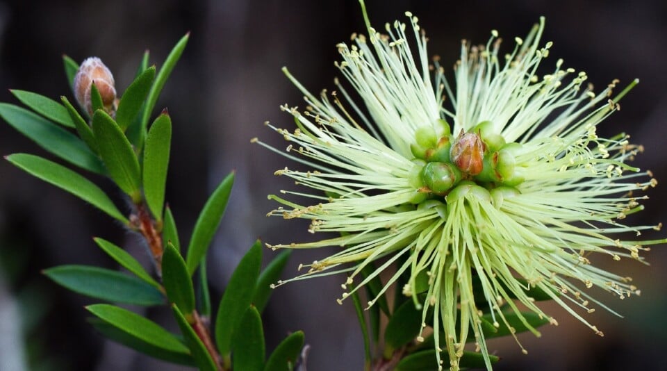 27 Types of Flowering Bottlebrush Plants For Your Garden