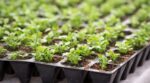 How to Plant, Grow, and Care for Lobelia