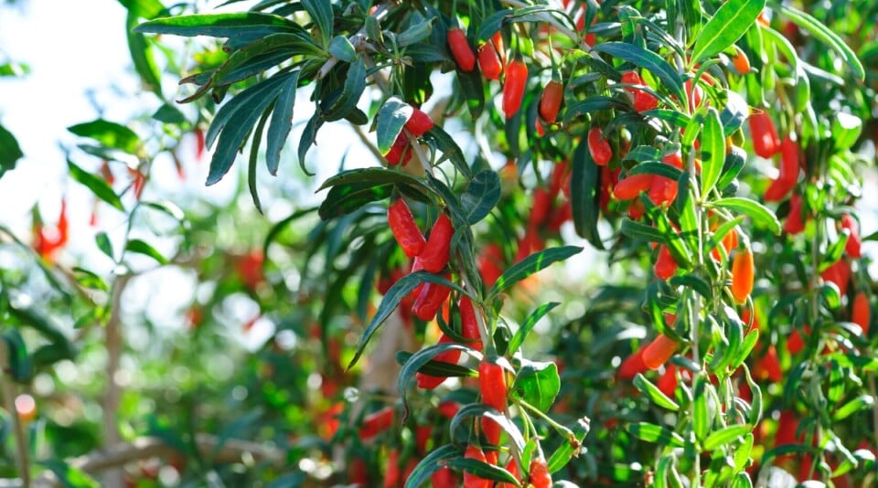 14 Beautiful Shrubs for Your Edible Garden