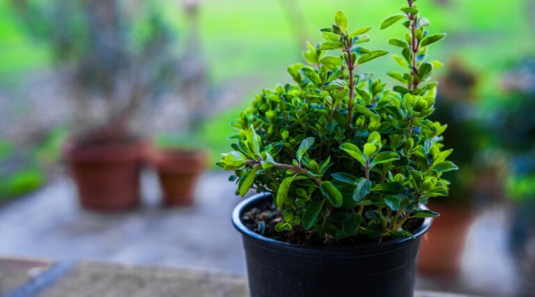 13 Easy Herbs to Grow in Containers