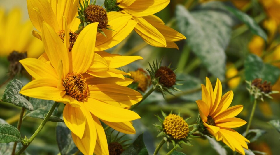 11 Native Perennials to Direct Sow this Fall