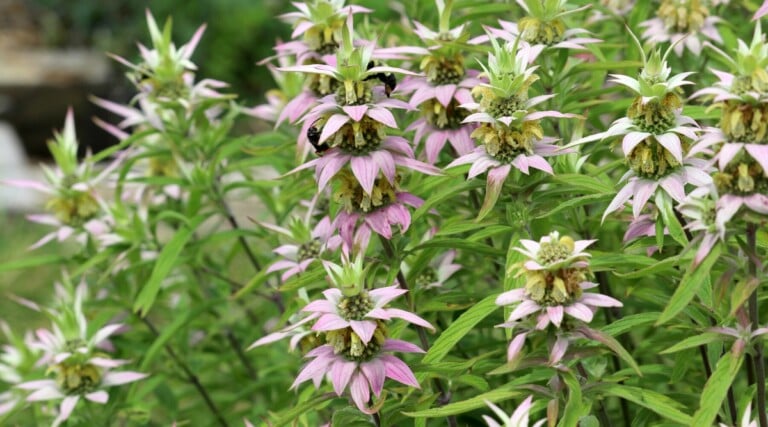 31 Recommended Native Plants for The Northeast