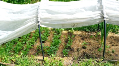 11 Amazing Uses For Row Cover in Your Garden