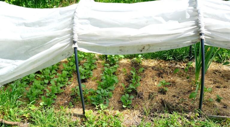 11 Amazing Uses For Row Cover in Your Garden