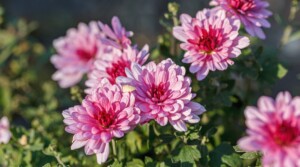 When is the Best Time to Plant Fall Mums?