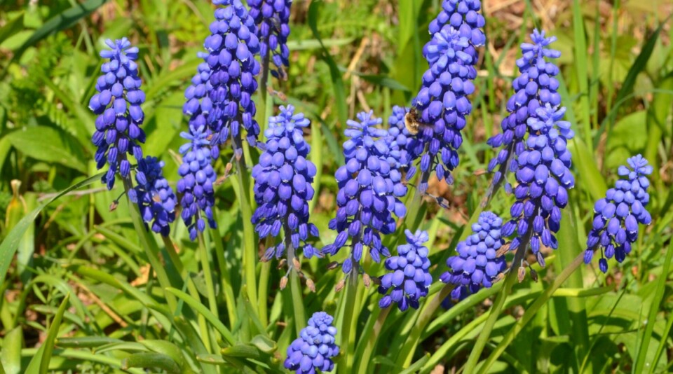 20 Bulbs to Plant in Fall for Gorgeous Spring Blooms