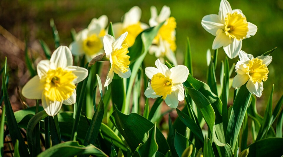 17 Naturalizing Fall Bulbs for Easy Perennial Color