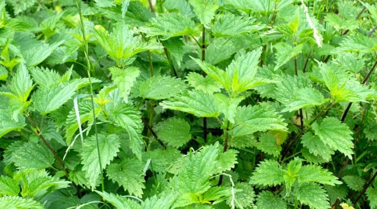 11 Interesting Plants Native to Ireland That You Can Grow at Home