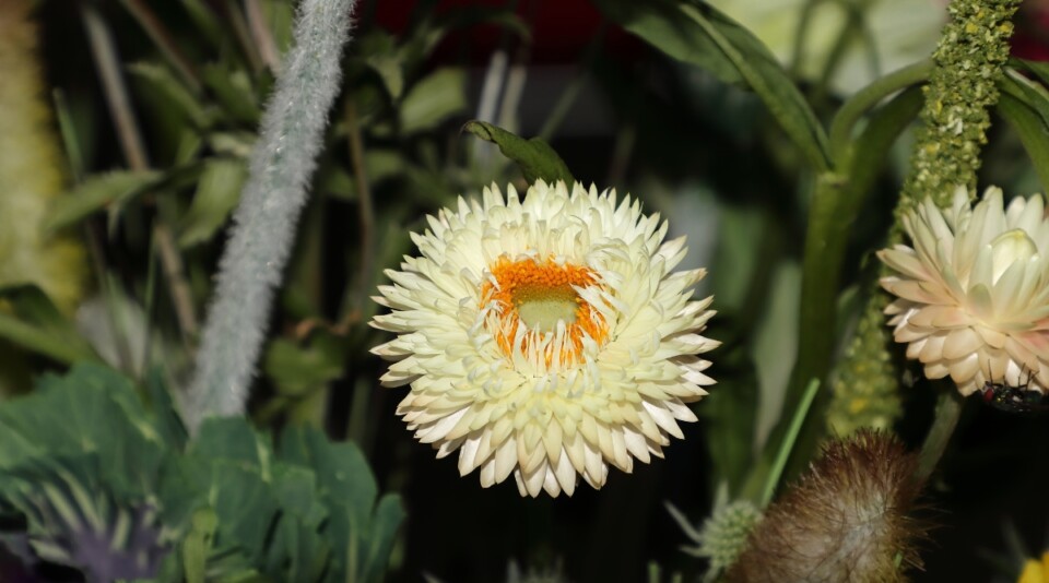 How to Plant, Grow, and Care for Strawflowers
