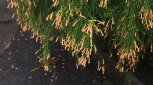 How to Plant, Grow, and Care for Firecracker Plants
