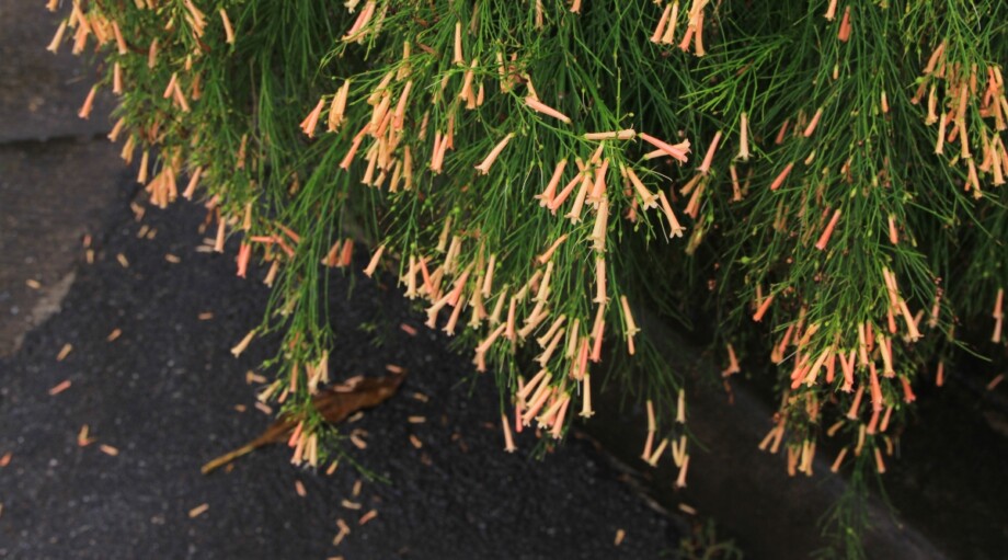 How to Plant, Grow, and Care for Firecracker Plants