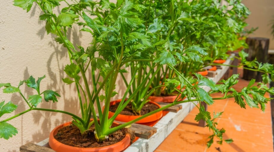13 Easy Herbs to Grow in Containers