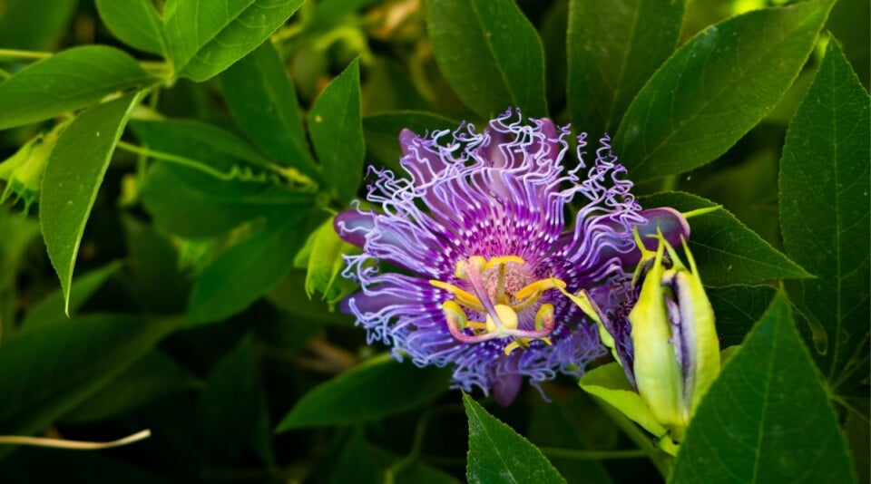 11 Native Perennials to Direct Sow this Fall