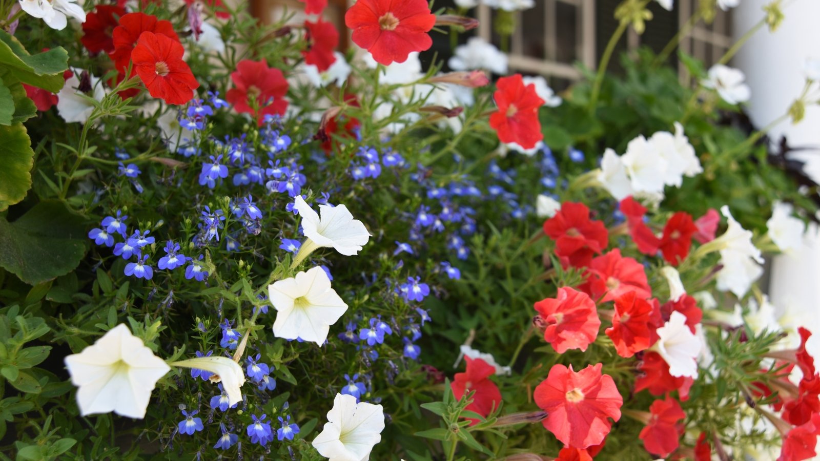 13 Ideas for Beautiful Labor Day Containers!