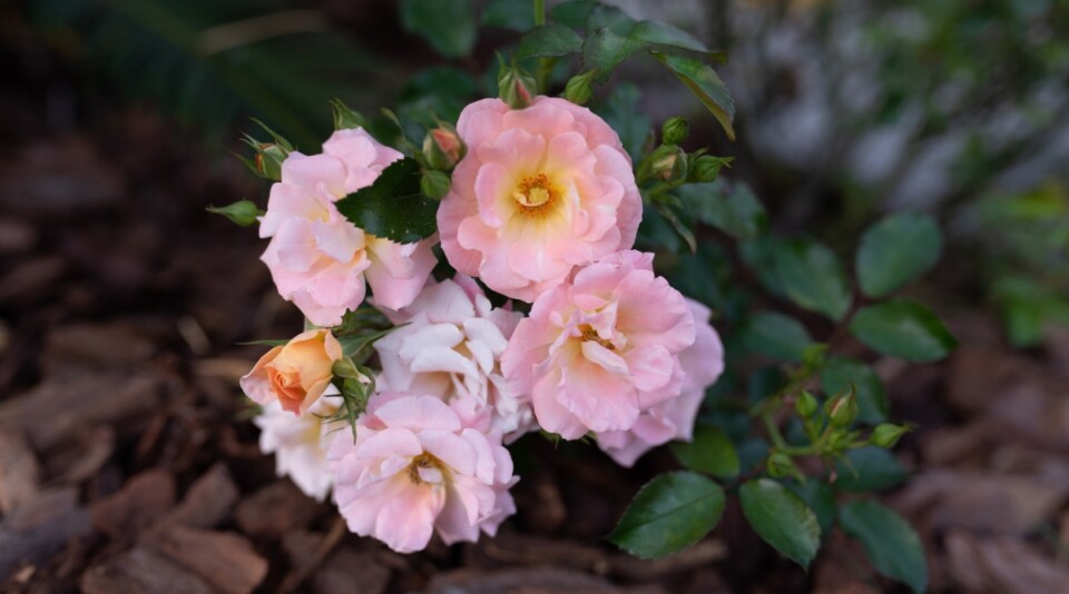 17 Roses That Thrive on Neglect