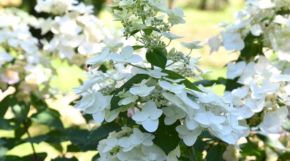 13 Low Maintenance Hydrangeas that Thrive on Neglect