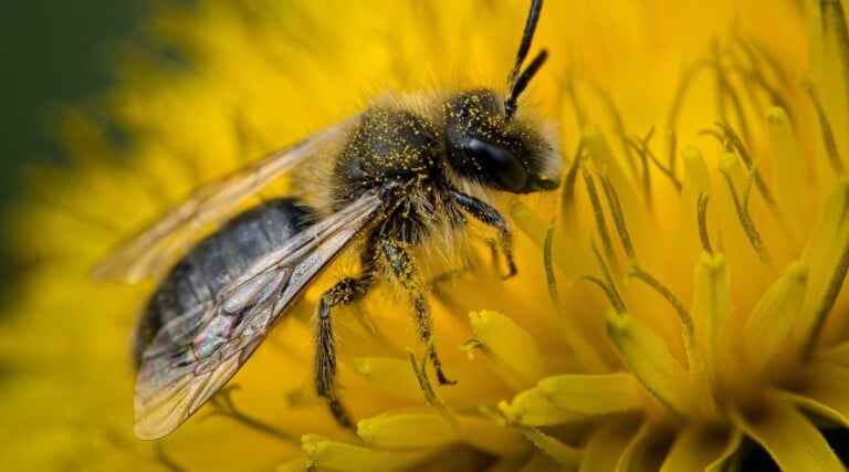 11 Types of Bees and How to Attract Them to Your Garden