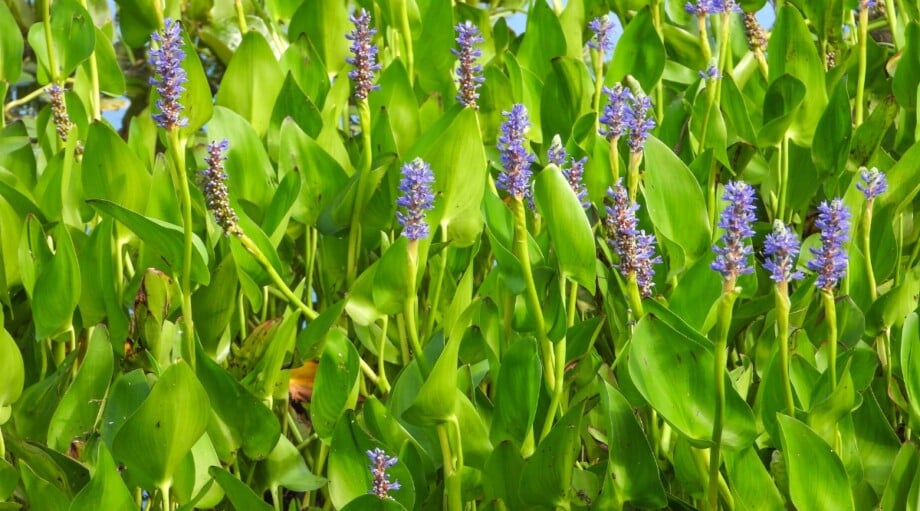 11 Aquatic Plants for Your Garden Pond