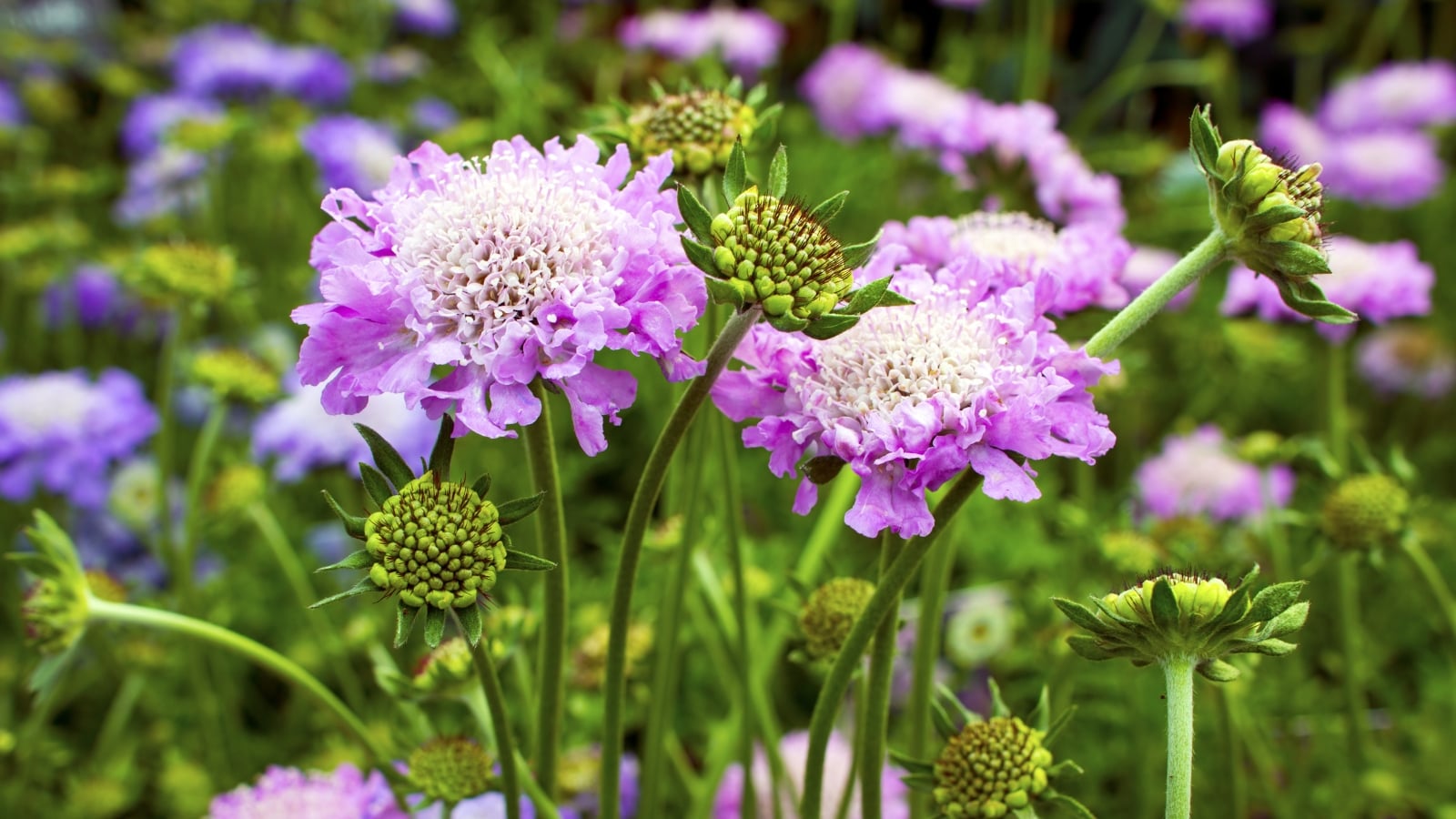 37 Hardy Perennials for Difficult Climates