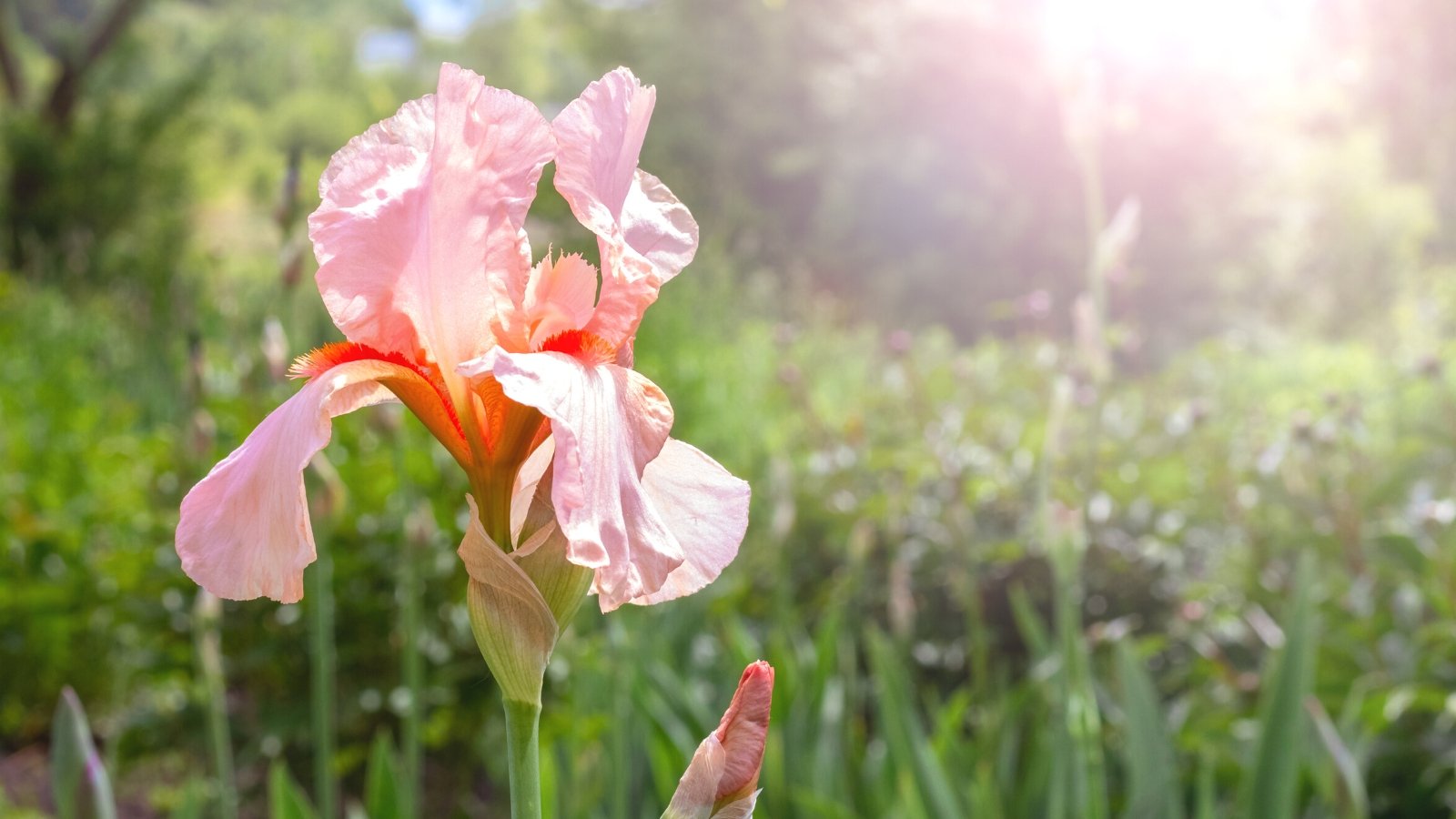 15 Different Types of Pink Iris Varieties For Your Flowerbeds