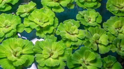 11 Aquatic Plants for Your Garden Pond