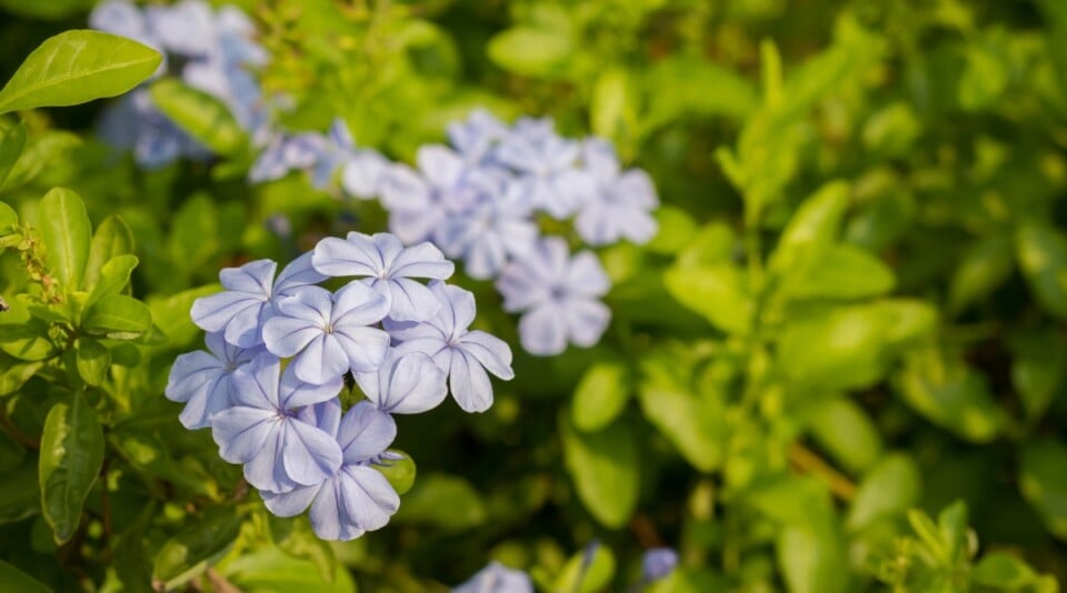 How to Plant, Grow and Care For Plumbago Flowers