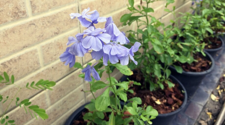 How to Plant, Grow and Care For Plumbago Flowers