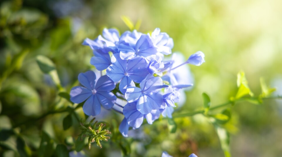 How to Plant, Grow and Care For Plumbago Flowers
