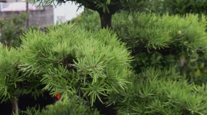 How to Plant, Grow, and Care for Podocarpus