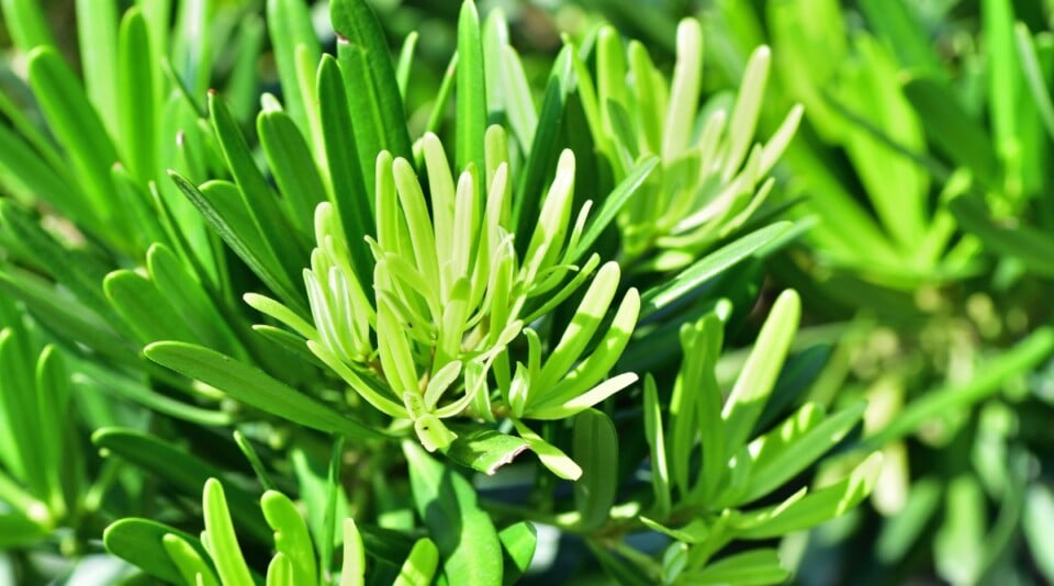 How to Plant, Grow, and Care for Podocarpus