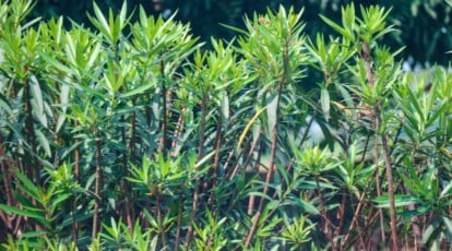 How to Plant, Grow, and Care for Podocarpus