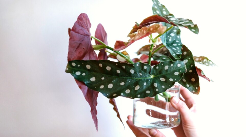 How to Propagate Begonias in 4 Easy Steps