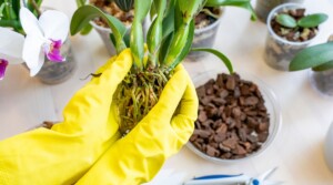 3 Simple Methods For Easily Propagating Orchids