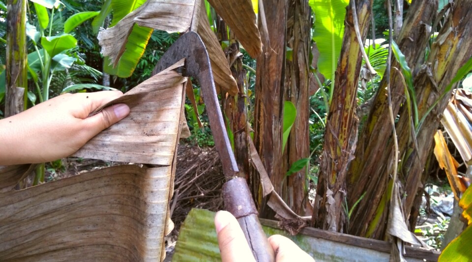 How to Plant, Grow, and Care for Banana Plants