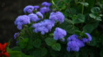 How to Plant, Grow, and Care for Floss Flower